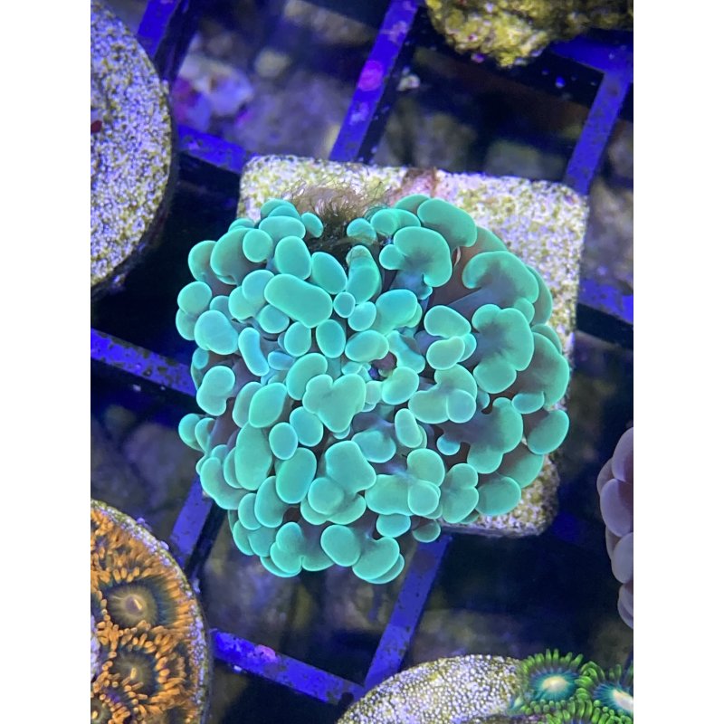 Coral Farm Switzerland Catalogue – YDRFM